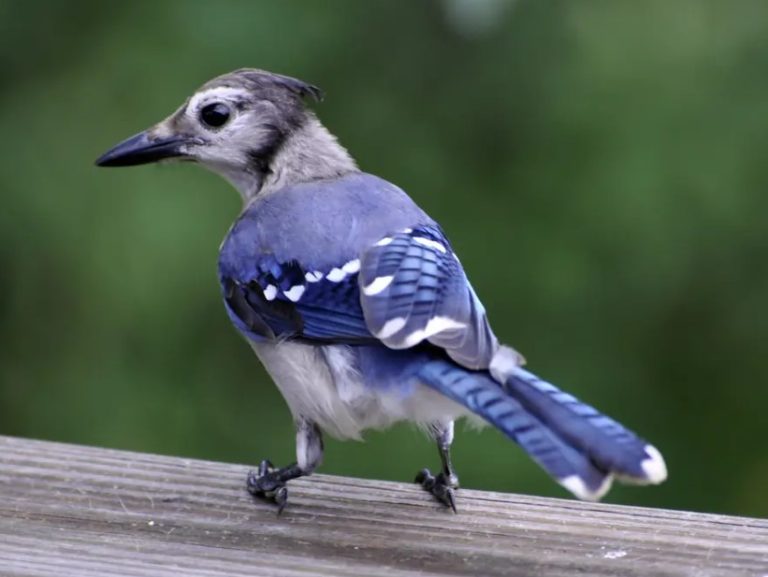 Download Free Bird Sound Effects | ShortSounds